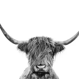 Art | Highland Cow Art Print 85x11 Black And White | Poshmark